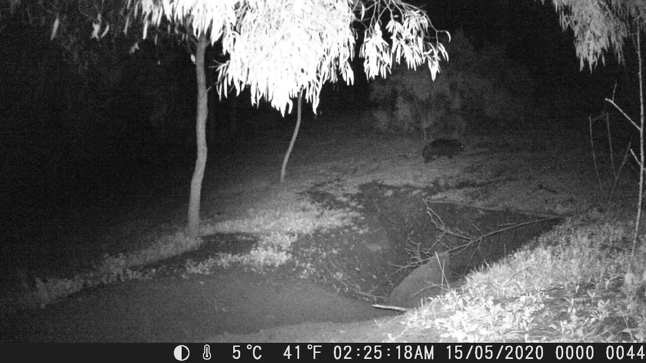 A wombat mother with a typical wombat attack wound - YouTube