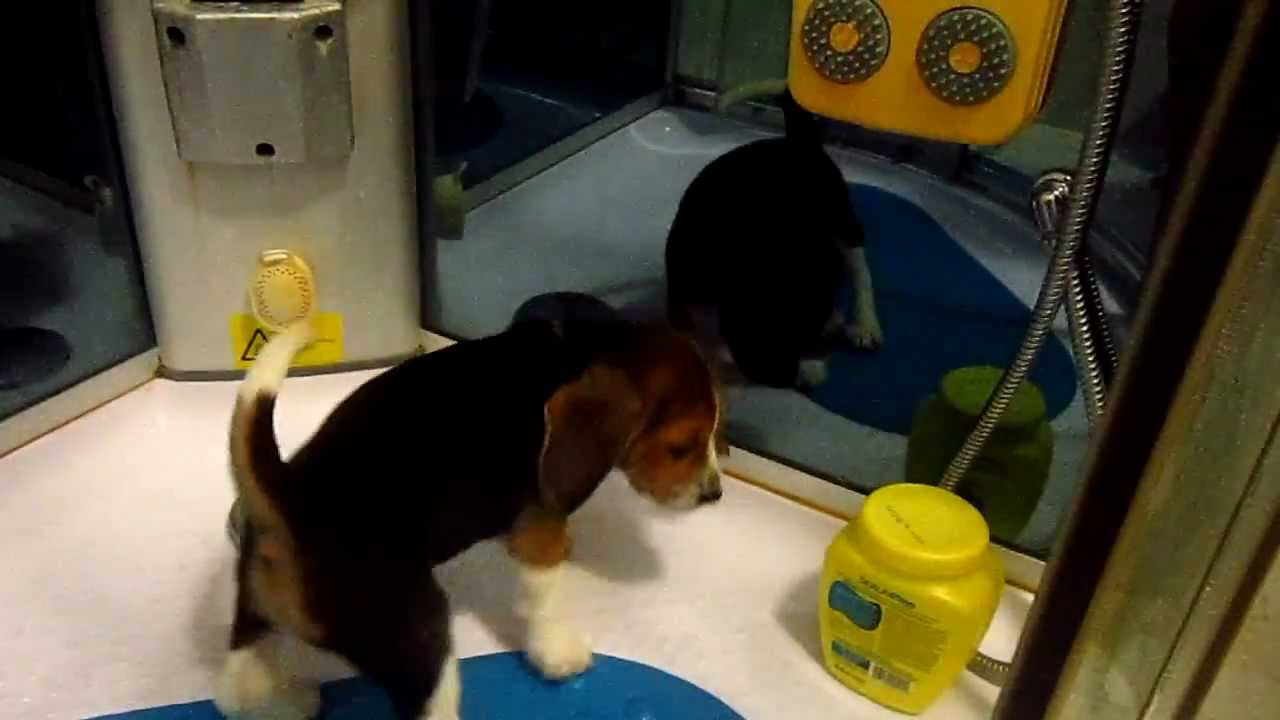 Beagle gets confused when he looks at the mirror - YouTube