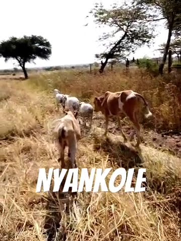 cheki ng'ombe za kinyankole - YouTube