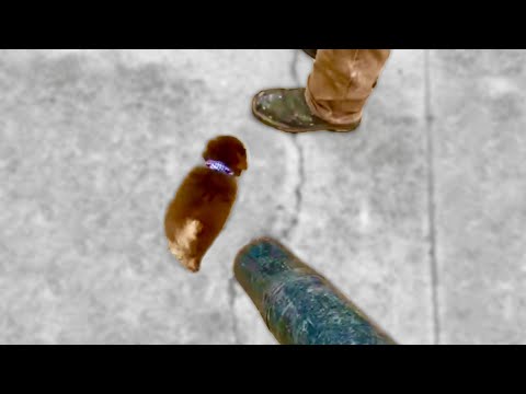 Tiny Dog vs. Leaf Blower