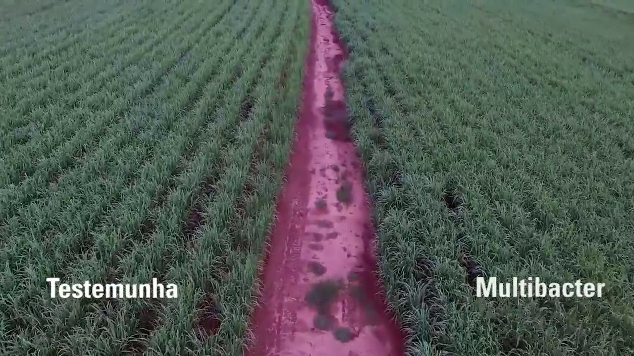 Multibacter Biológicos para Cana - YouTube