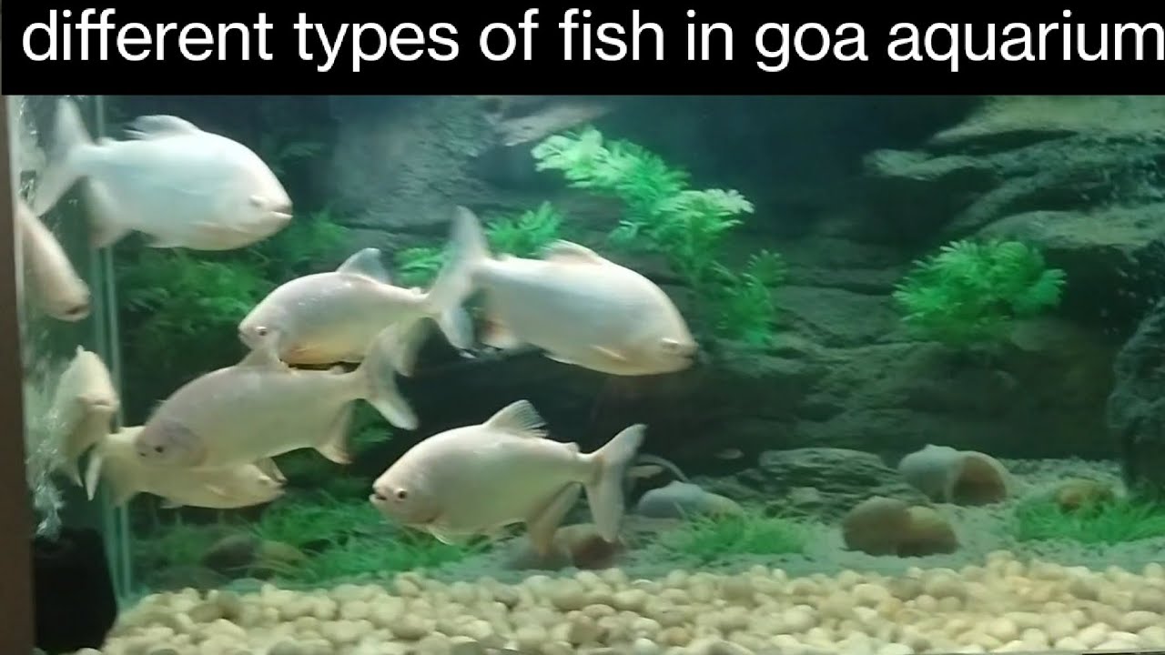 fish aquarium goa | different types of 🐠🐟 fishes #fishes #aquarium ...