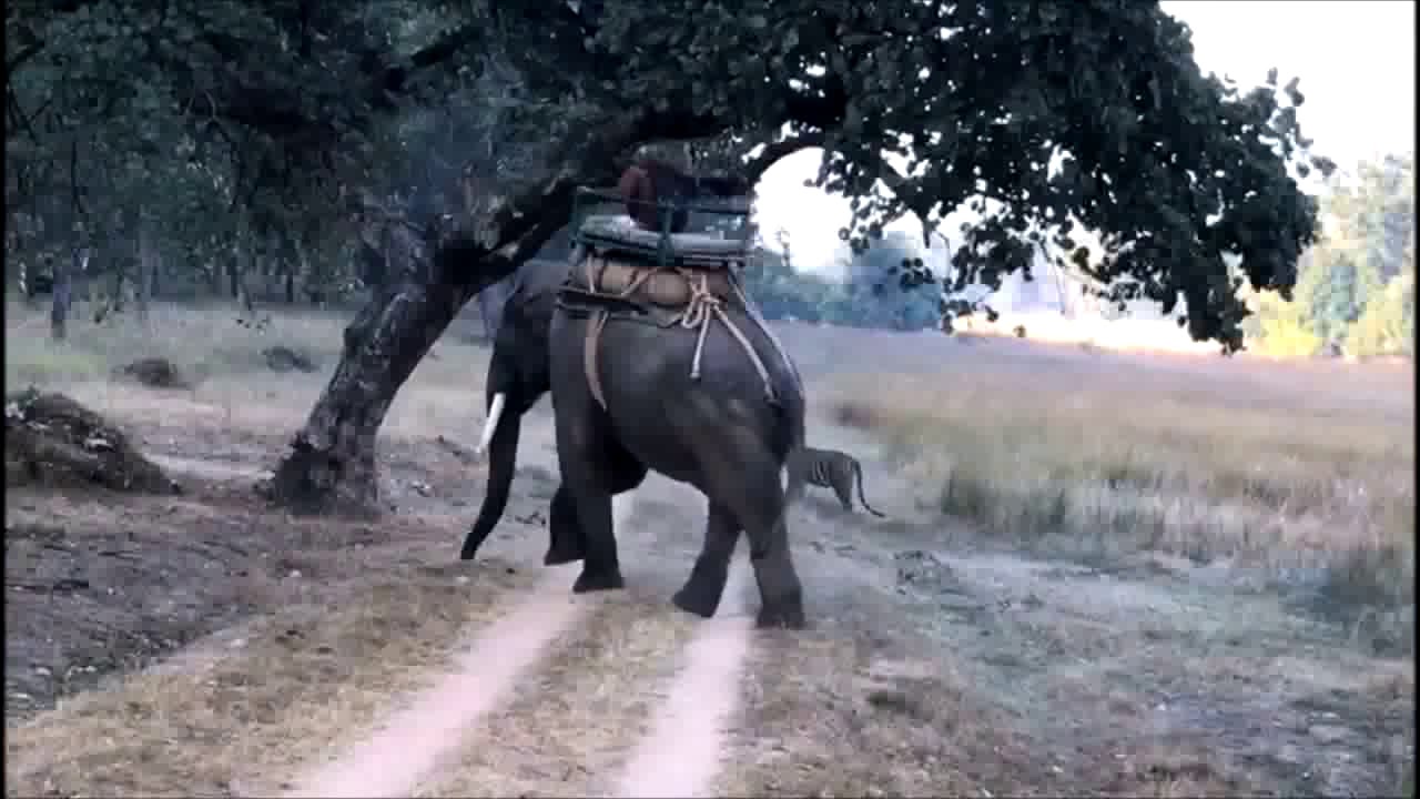 Tiger launches an attack at an elephant - YouTube