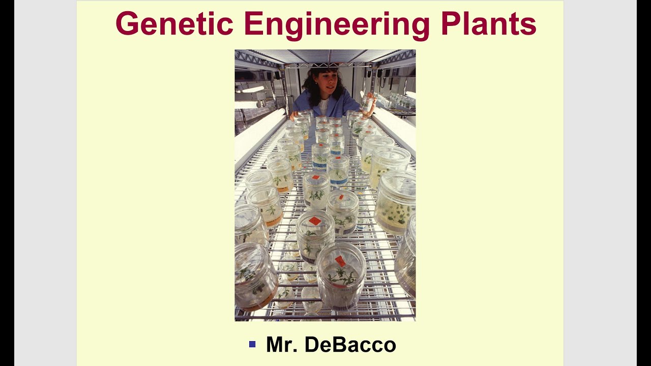 Genetic Engineering Plants - YouTube