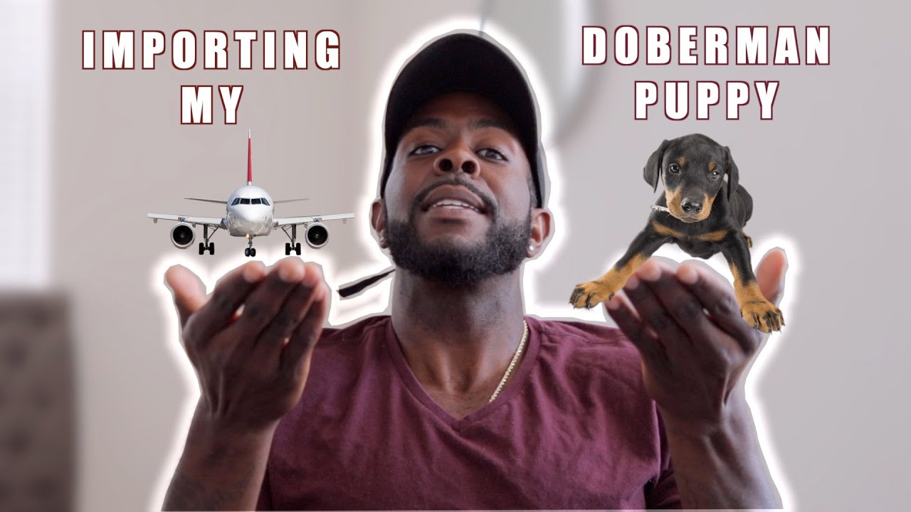 Importing My Doberman Puppy I EUROPEAN DOBERMAN VLOGS Ep.2 - YouTube