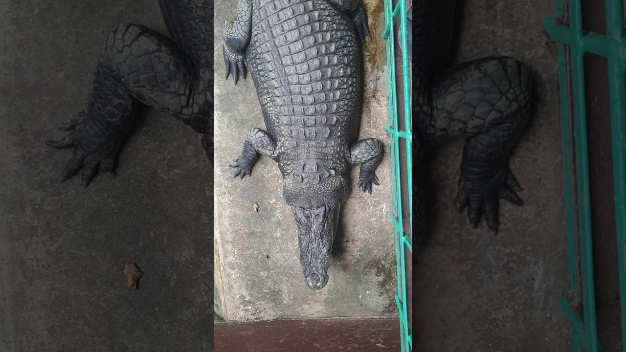 Puerto Princesa crocodile farm 3 - YouTube