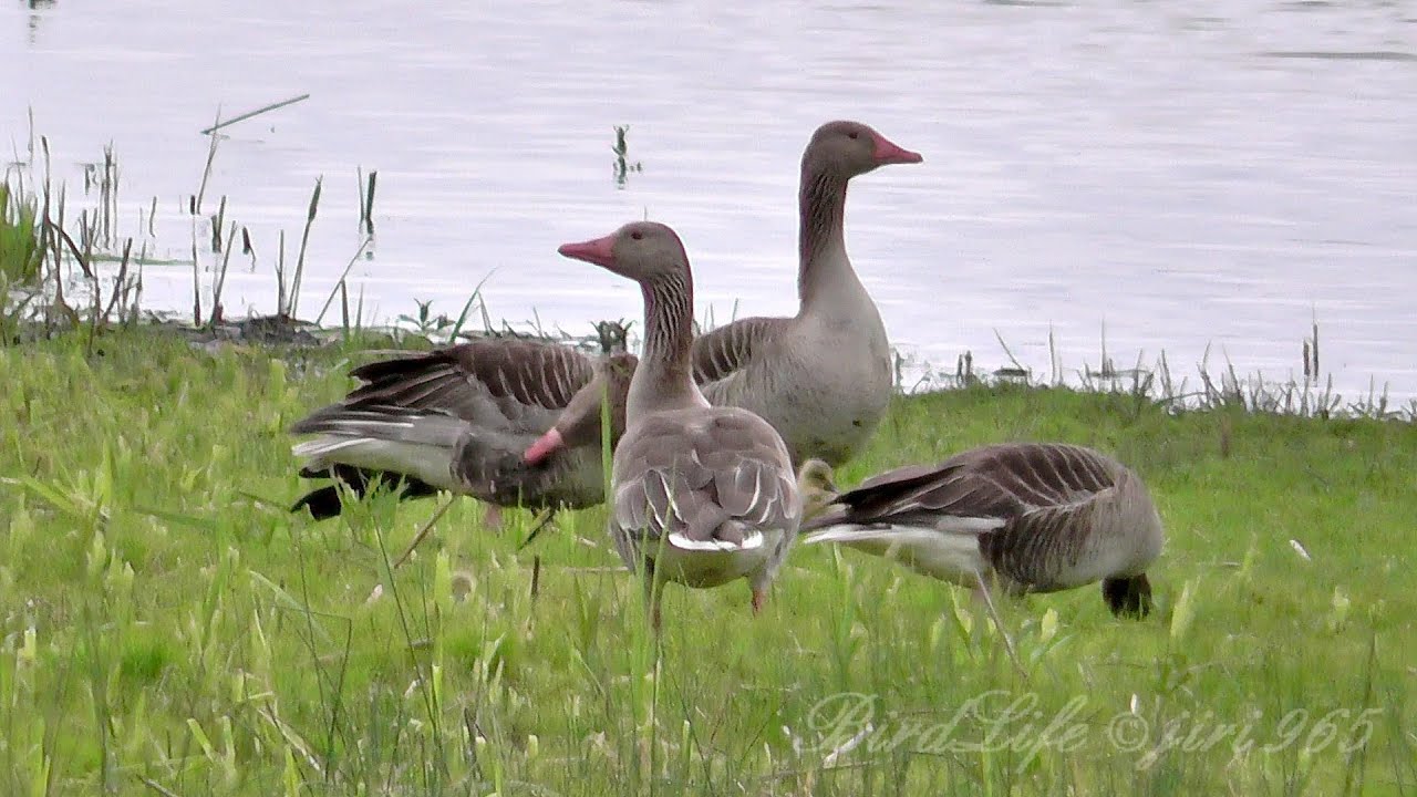 Husa velká (Anser anser),Hus divá,Graugans,Greylag Goose - YouTube