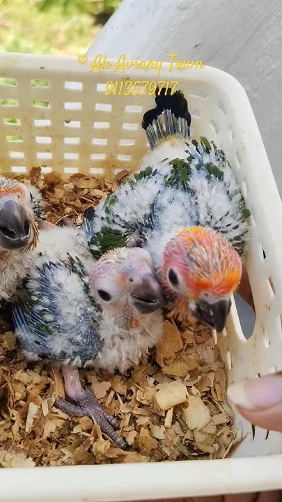 Sun Conure Handfeeding Chicks Available at Madurai Pet Shop at Best Price - YouTube