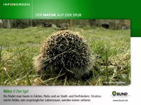 Der Igel - YouTube