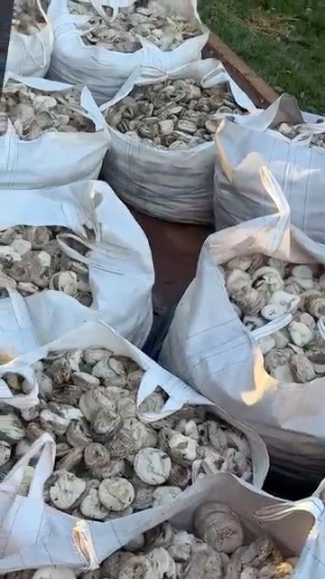 Pesagem no pags vídeo novo seringueira #seringueira #joaolopes ...