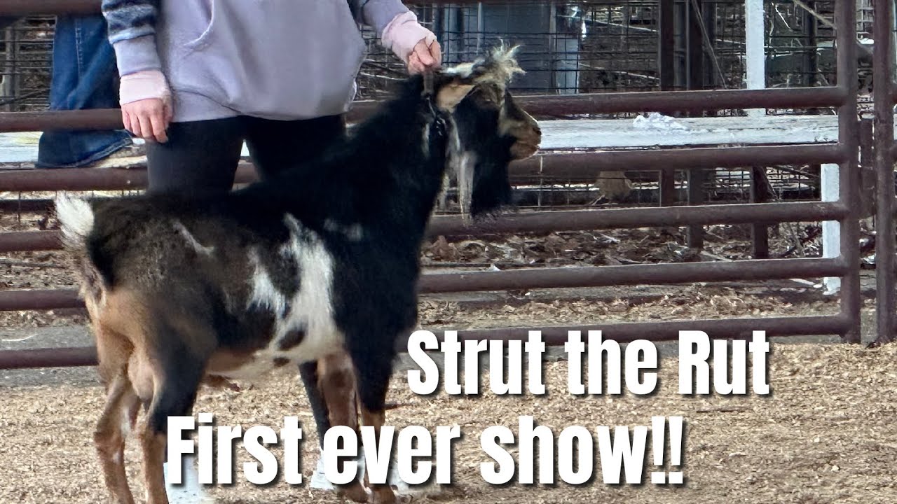 My first ever goat SHOW!! Strut the Rut buck show. - YouTube