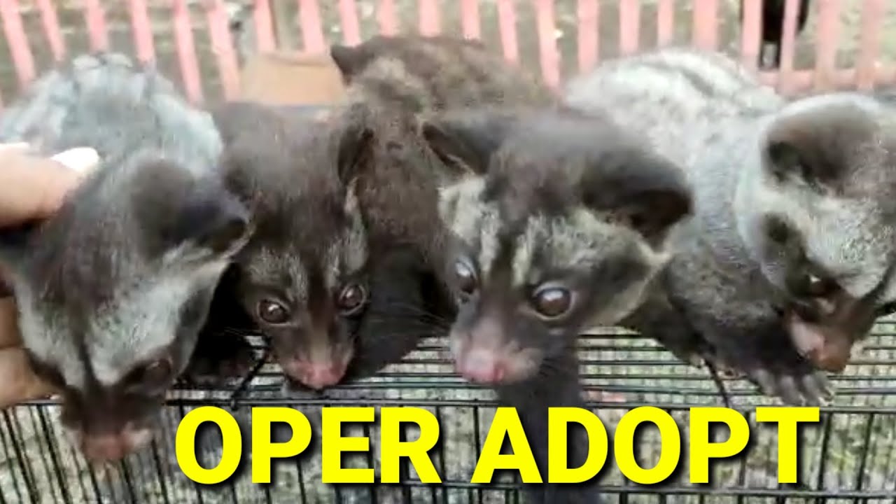 OPER ADOPSI MUSANG PANDAN BABY SIAPA CEPAT AJA‼️ - YouTube