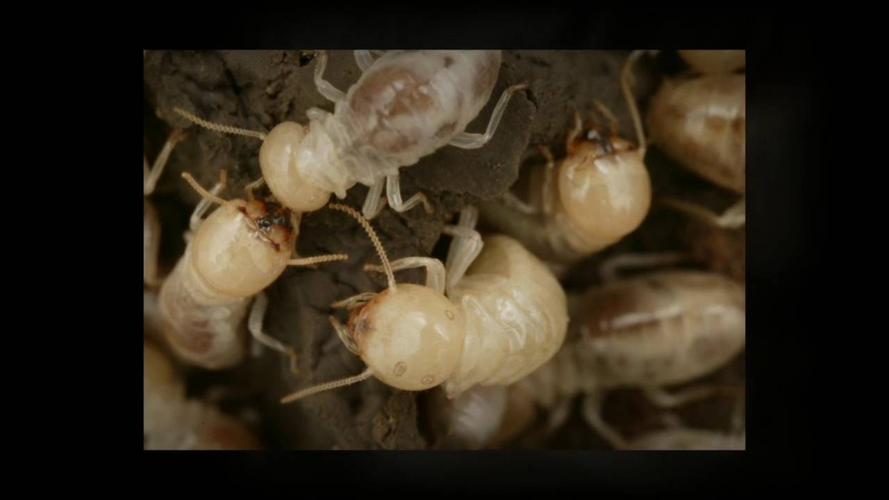 Sydney, Au Termite Control - Interesting Facts about Termite Biology ...