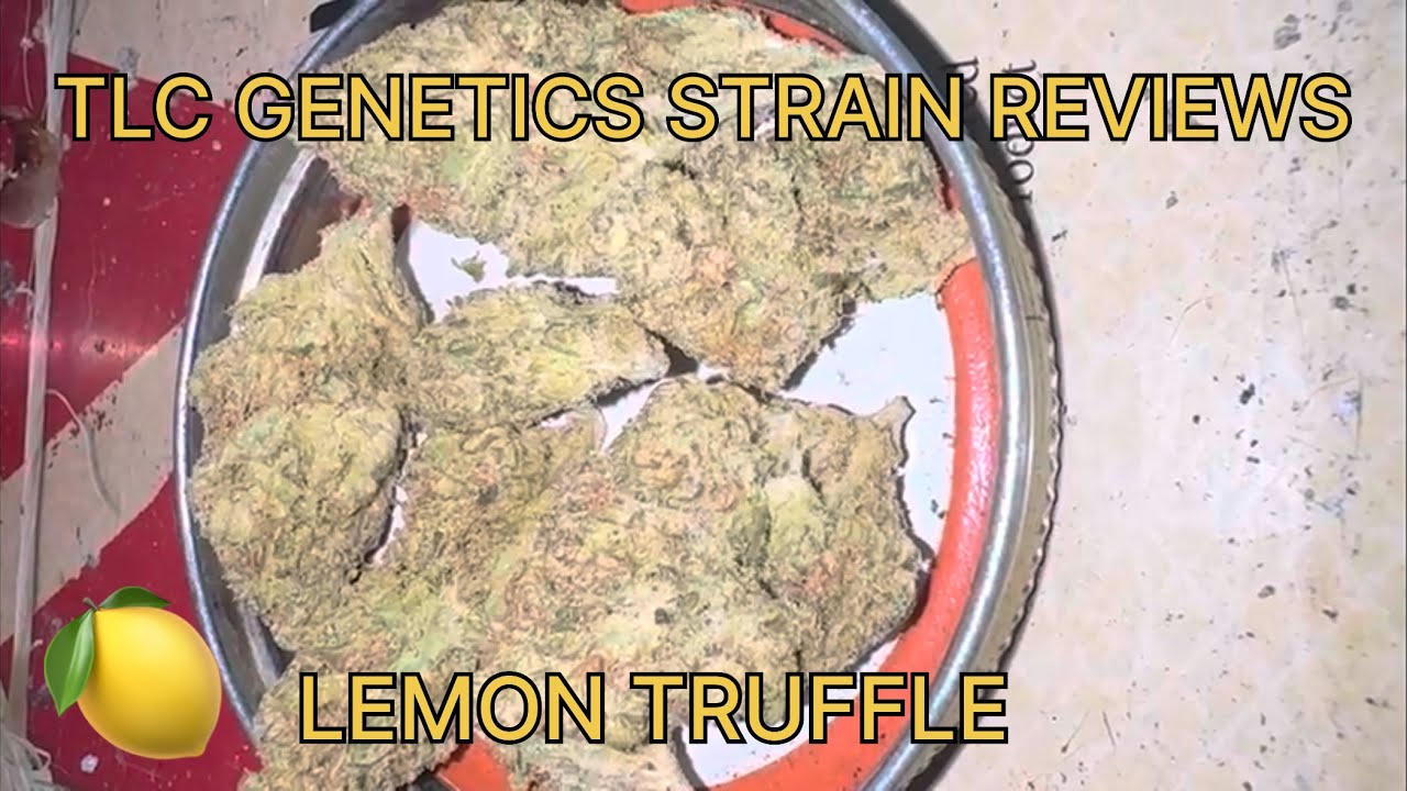Lemon Truffle Cannabis Flower (Strain Review): The TLC Genetic Show ...