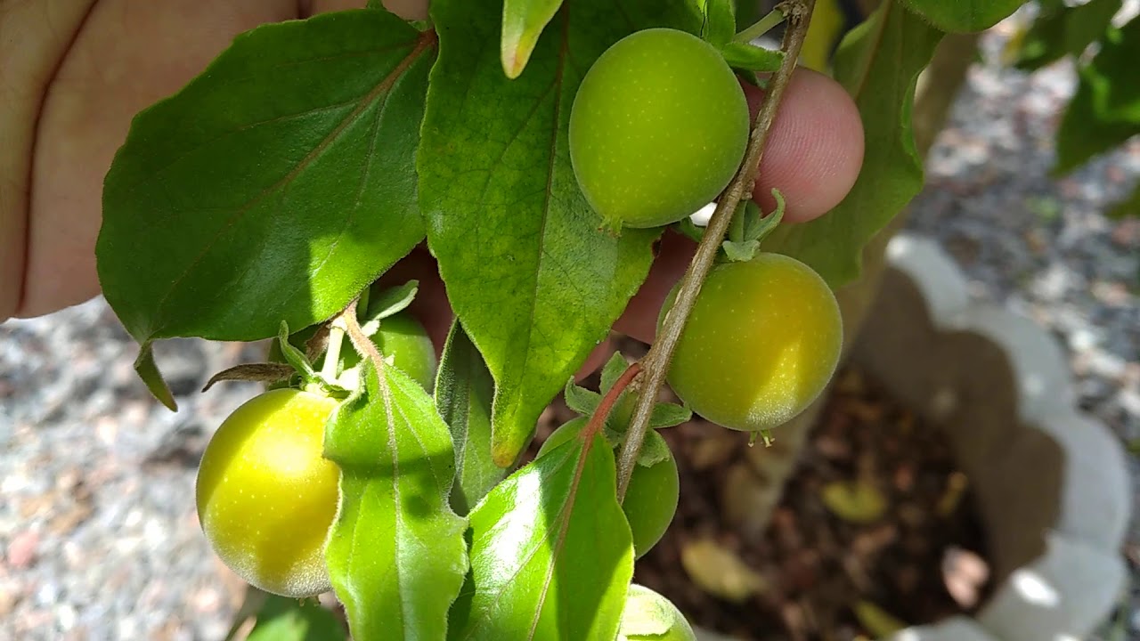 Dovyalis Doce: tenha em casa! - YouTube