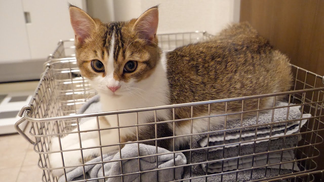 Kitten Nico has finally found a place where he feels right at home ...