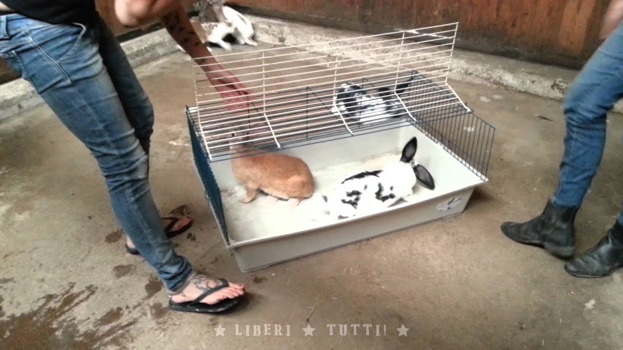 Rescue of 13 rabbits kept for meat production - YouTube