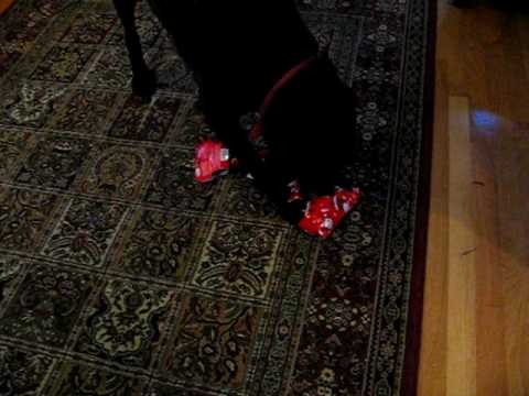 Santa didn't forget Jayhawk this Christmas! - YouTube