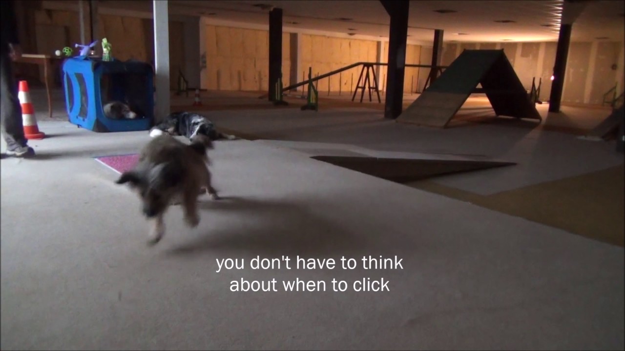 Agility contact trainer 'Pro-Click 1000' - YouTube