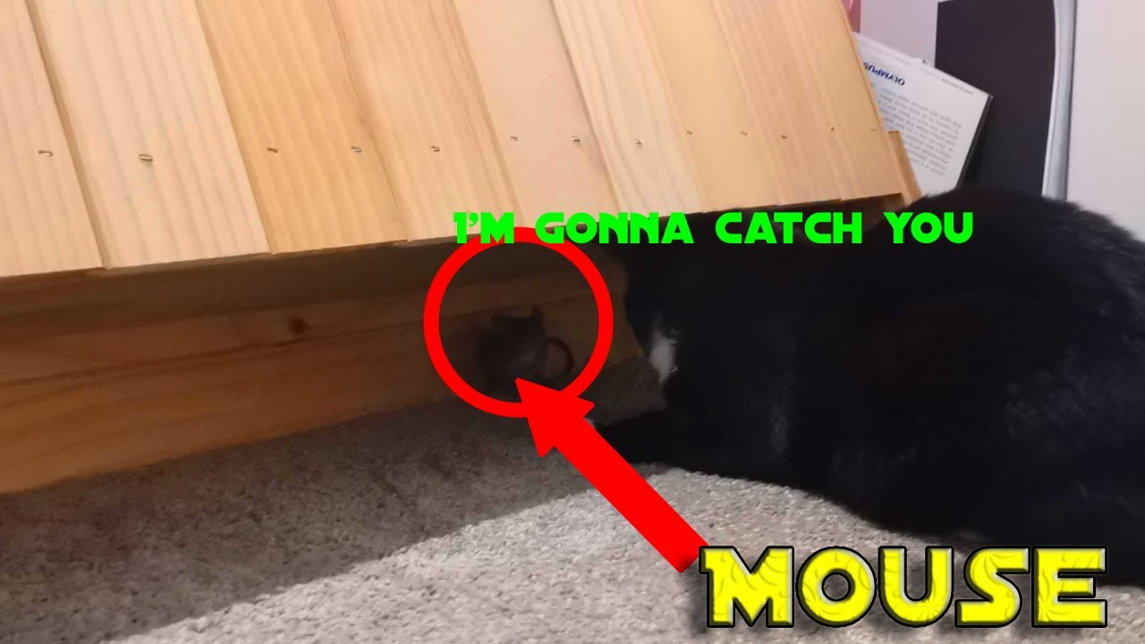 Can You Believe What Happens When My Cat Finds a Mouse? 🐭 - YouTube