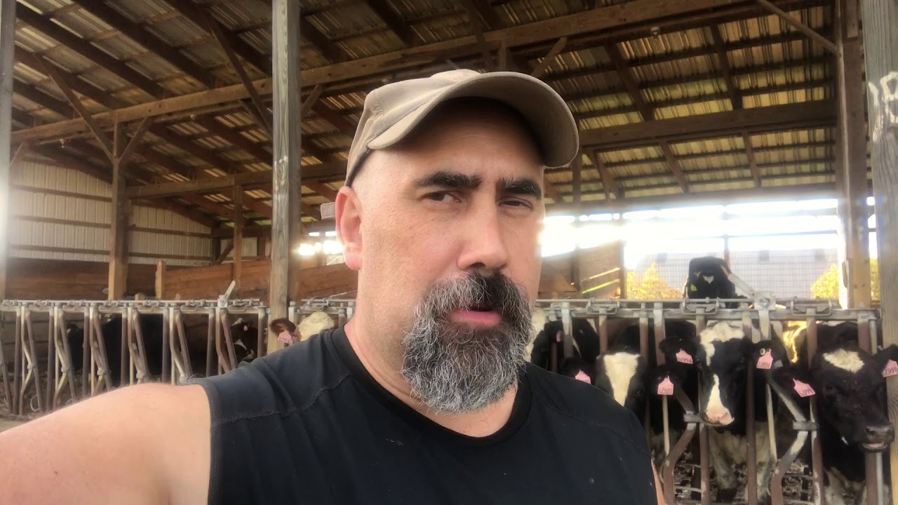 Calf born with hydrops - YouTube