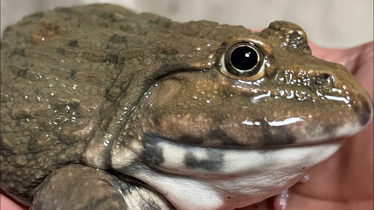 Amazing frog frog fight something that moves front of them. best ...