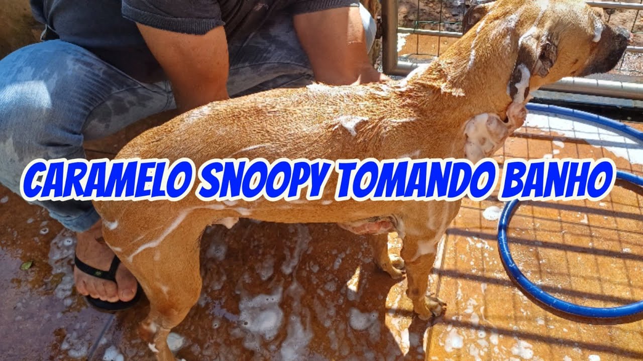 Caramelo Snoopy Tomando Banho - YouTube