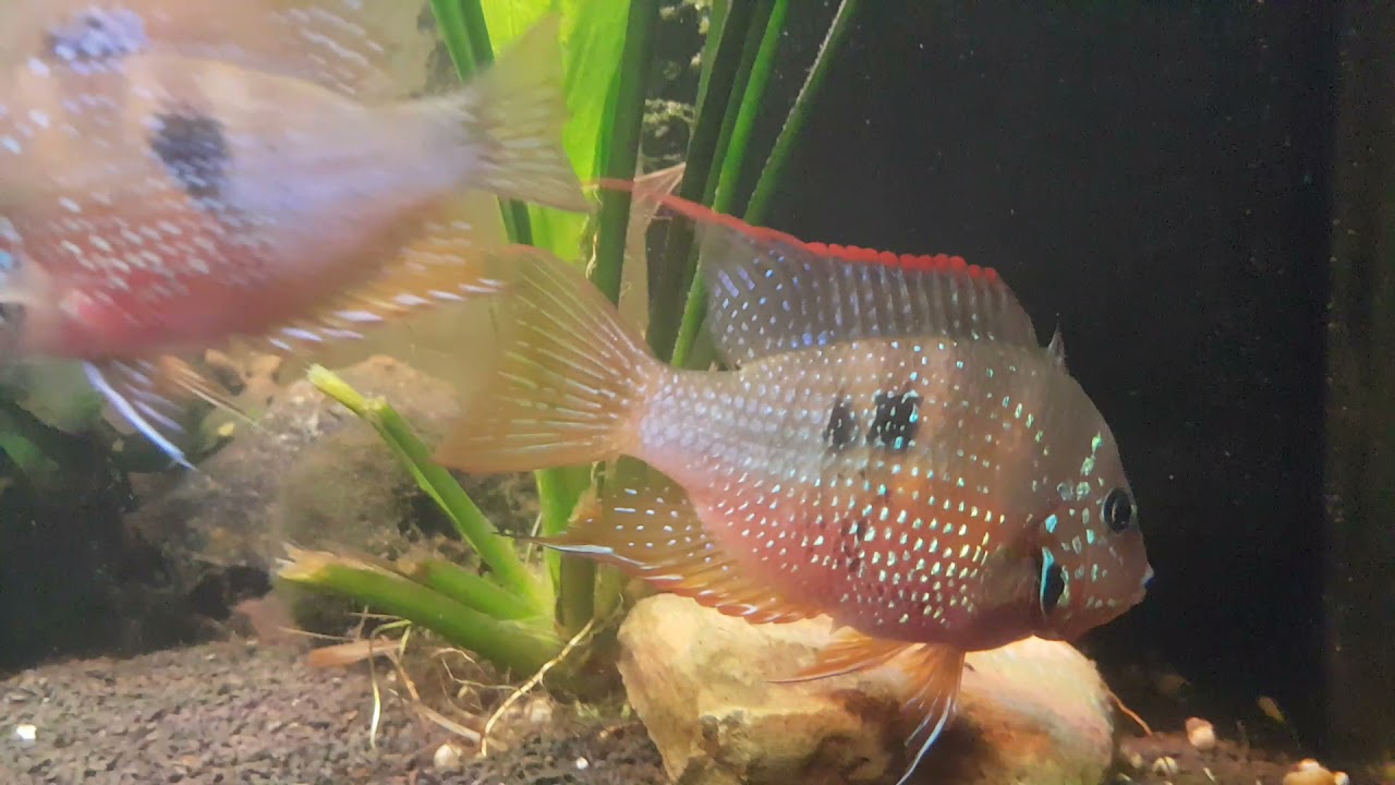 T Elliotti spawning 2 - YouTube
