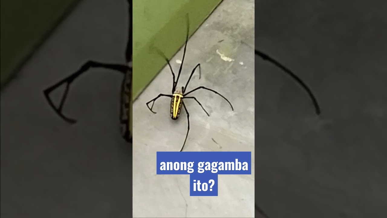gagamba/spider #shorts - YouTube