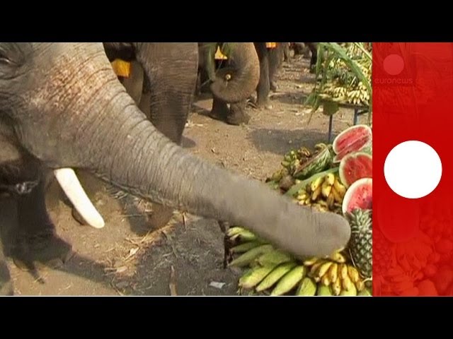 Elephant Eating Fruits Elephant Enjoys Pineapple Feast: Yumei's
