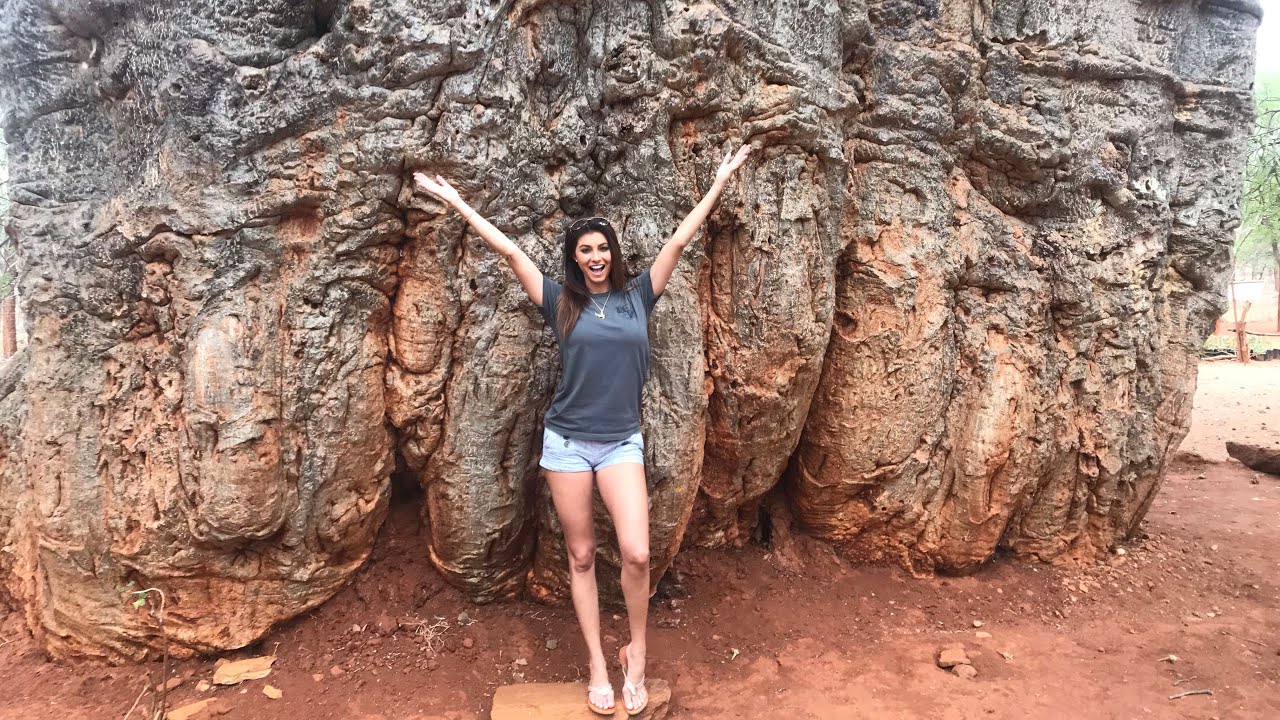 SIGHT seeing in SOUTH AFRICA | 2 Thousand year old TREE - YouTube