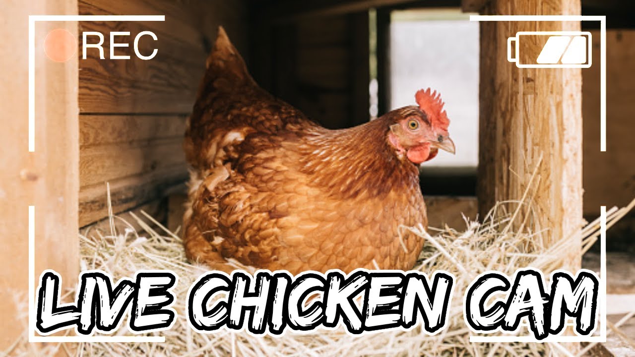 Live Chicken Cam... #5? - YouTube