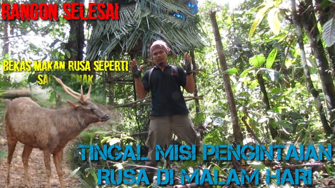 RUSA DI SINI BEKAS MAKAN NYA SEPERTI SAPI TERNAK - YouTube
