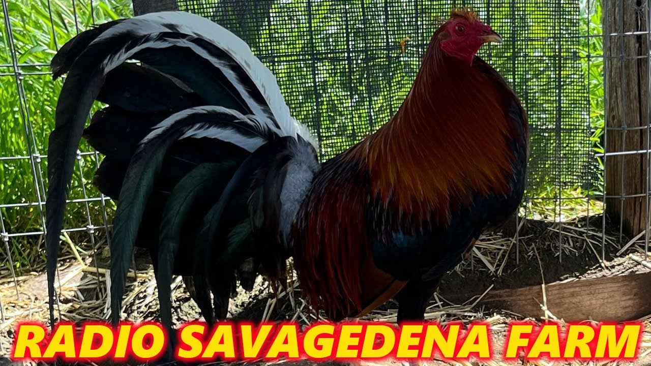 California Asil Radio Penny Hatch Grey Savagedena Farm - Farm visit ...