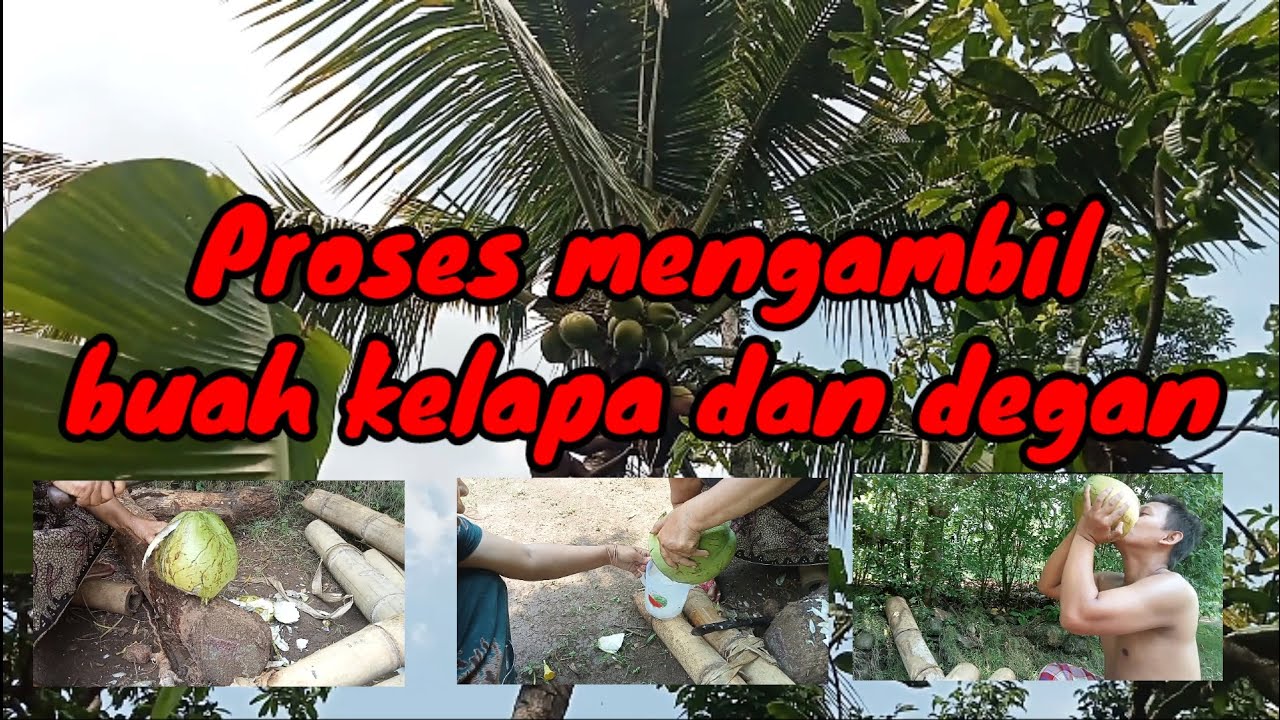 segernya degan langsung dari pohonnya||video di ambil sebelum bulan ...