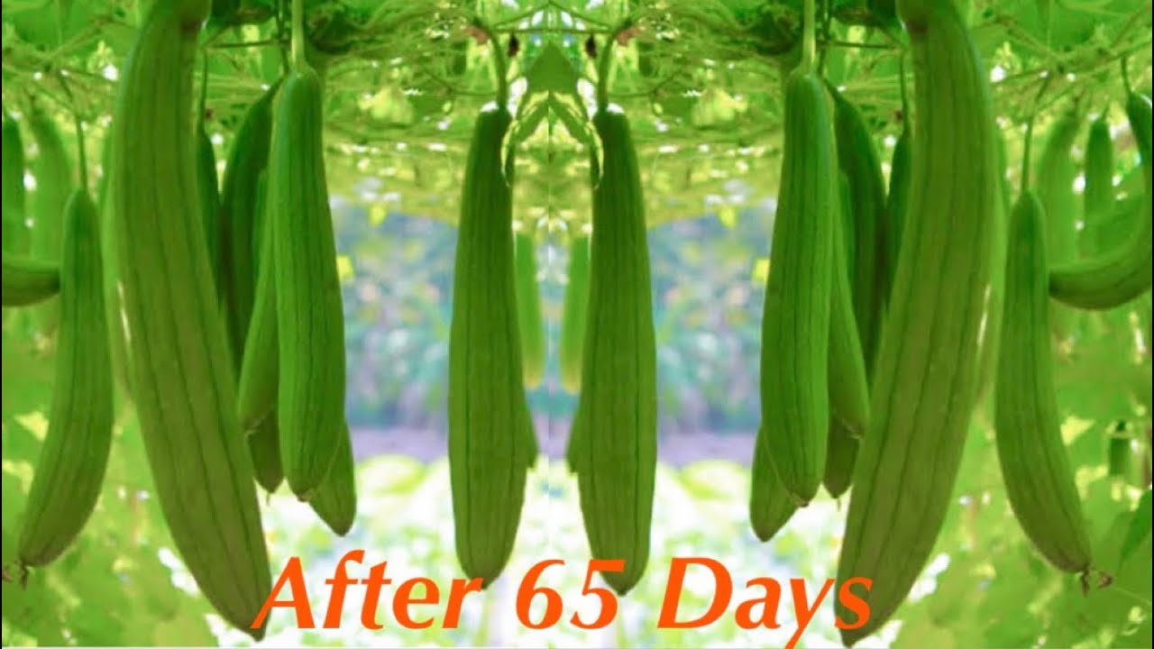 Easiest Way To Grow Organic Sponge Gourd At Home// How To Grow Sponge ...
