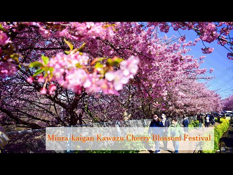 Miura-kaigan Kawazu Cherry Blossom Festival | 三浦外館桜まつり