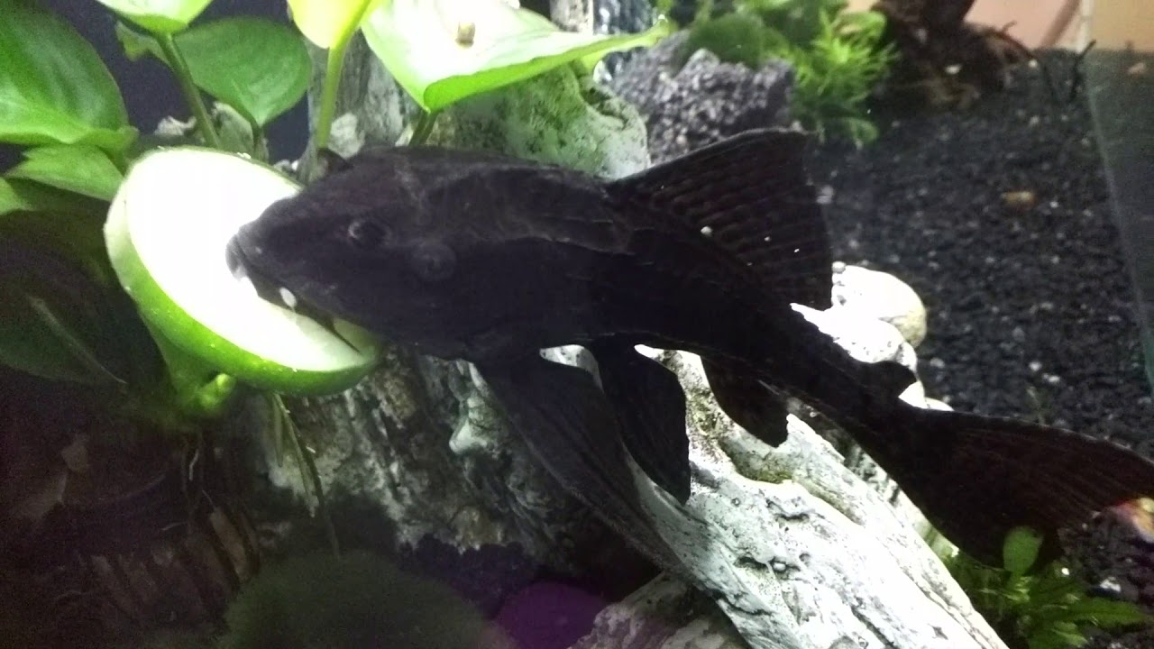 Can Plecostomus Fish Eat Cucumbers