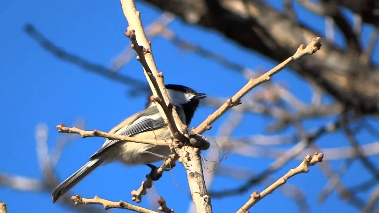Black-capped Chickadee call - YouTube