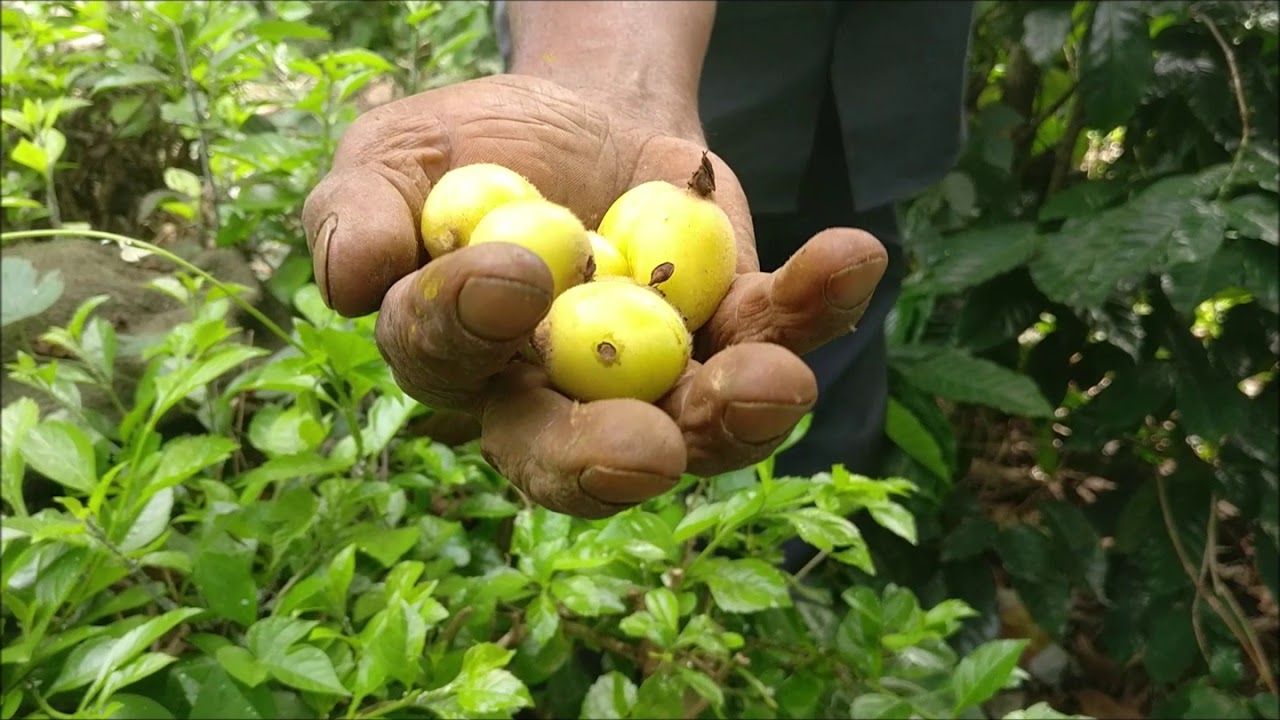 How to eat a Loquat - YouTube
