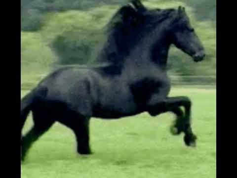 Beautiful Black Horse 🐎 Running Black Horse ❤️