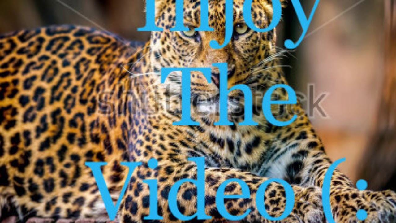 Intro for Hannah kitty leopard - YouTube