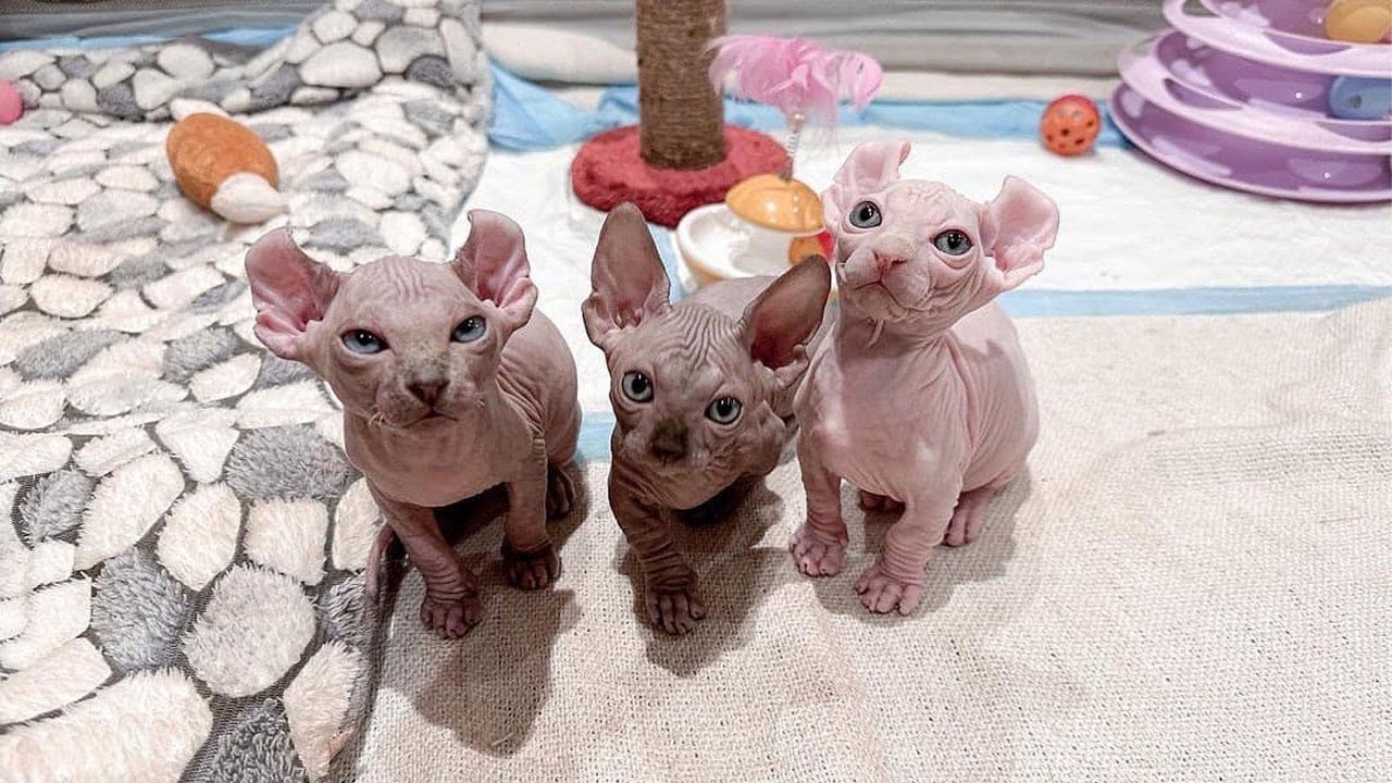 Cute Baby - Adorable Sphynx Cats - YouTube
