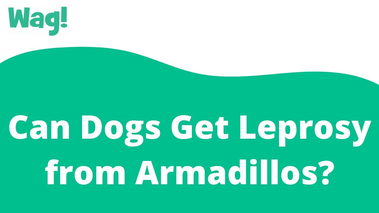Do Dogs Carry Leprosy