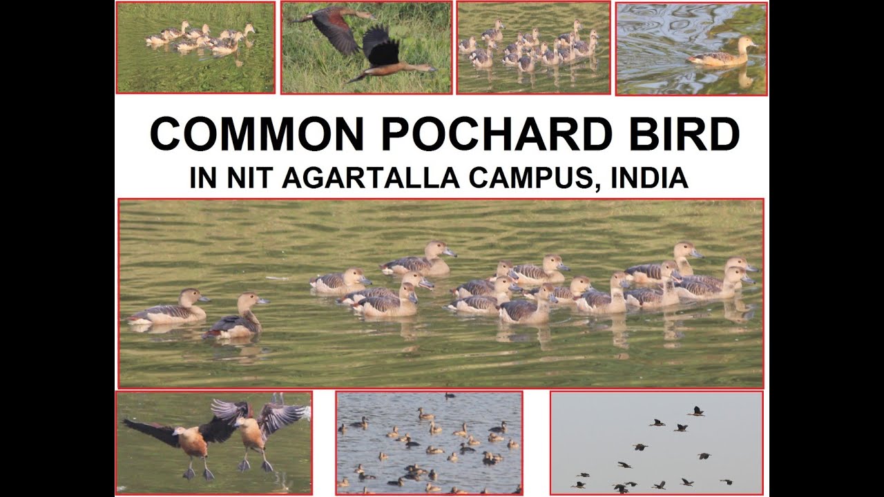 COMMON POCHARD BIRD IN NIT AGARTALA CAMPUS - YouTube