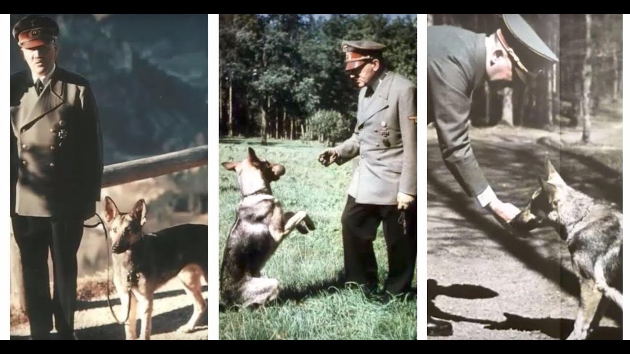 Hitler's Bizarre Relationship with 'almost human' German Shepherd ...