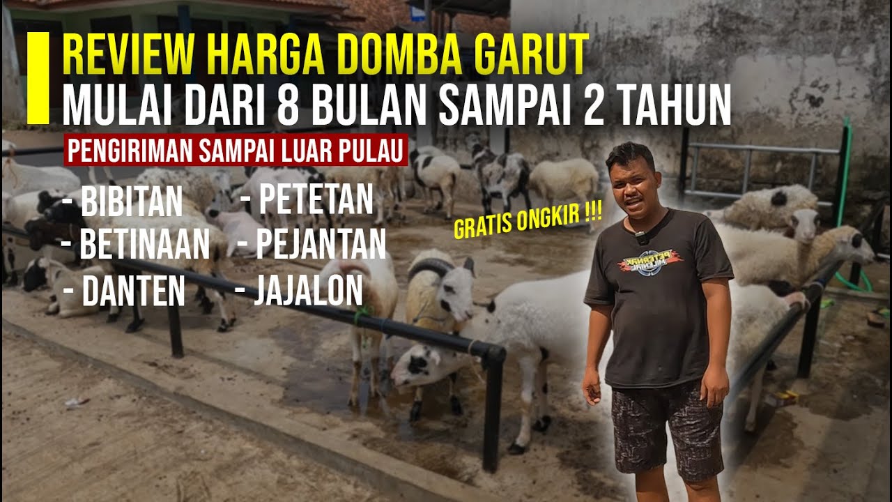 Review Harga Domba Garut Unggul Dan Berkualitas [ Beeking Sheep Farm ...
