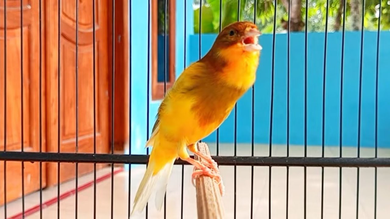 KENARI GACOR DURASI PANJANG, SUARA BURUNG KENARI PANCINGAN MASTERAN ...