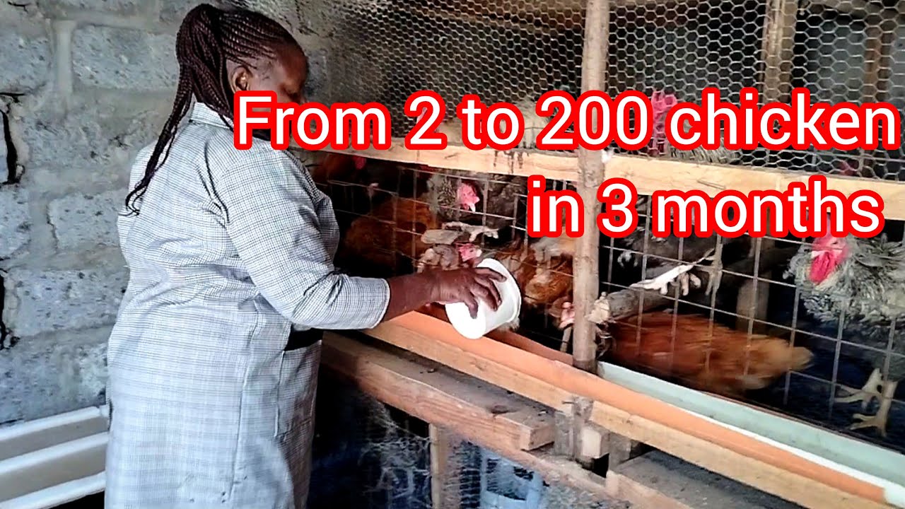 From 2 chicken to 200 chicken in 3 months in the life of a small scale ...