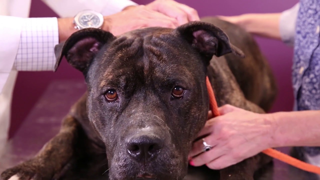 ALLERCEPT Commercial Video - YouTube